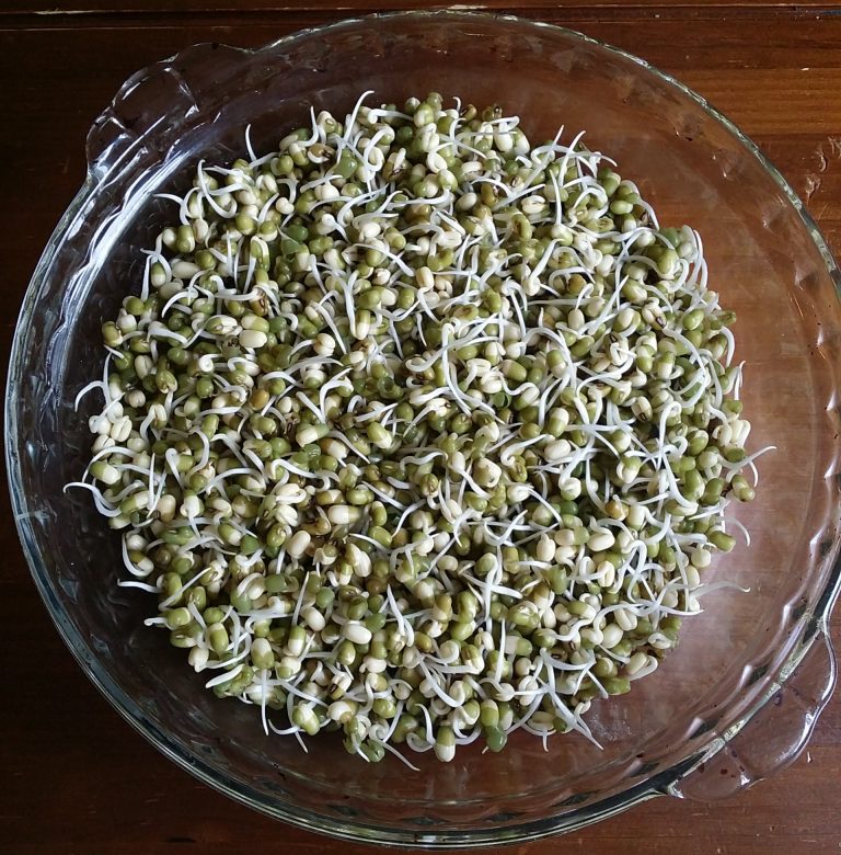 How to Sprout Beans, Grains and Seeds with Basic Tools - Zero-Waste Chef