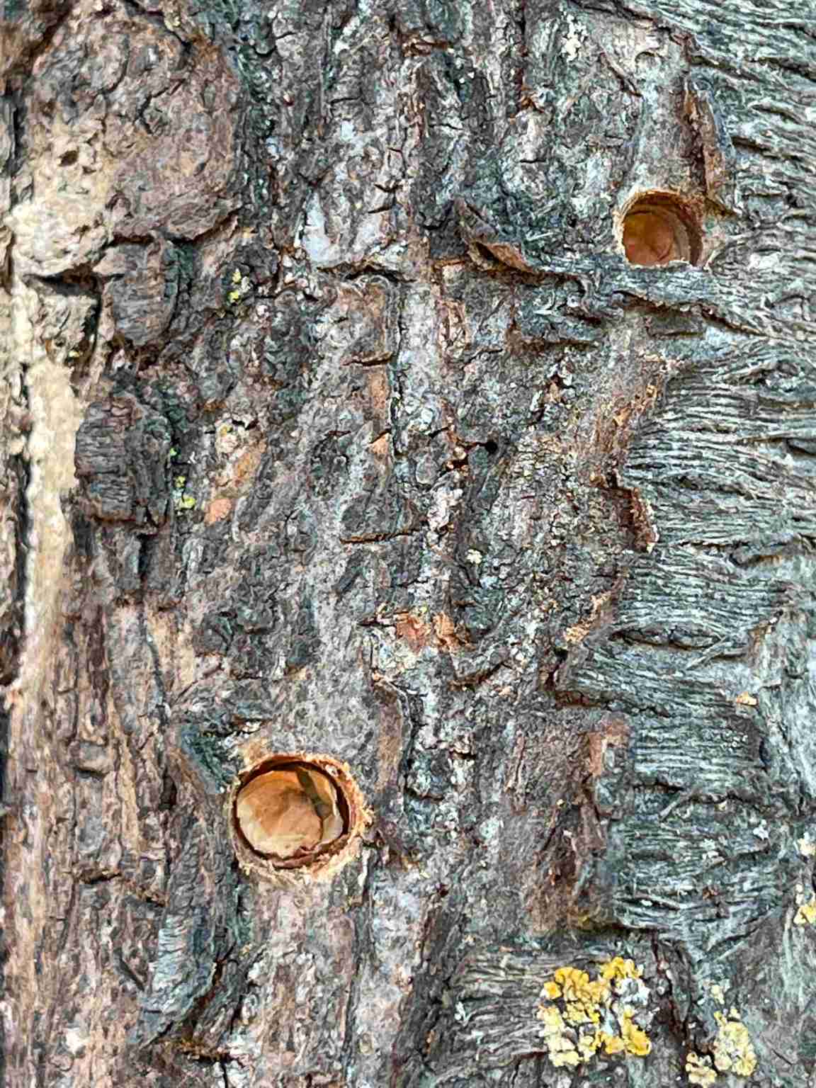 How to Help Struggling Native Bees Snag a Nesting Site - Zero-Waste Chef