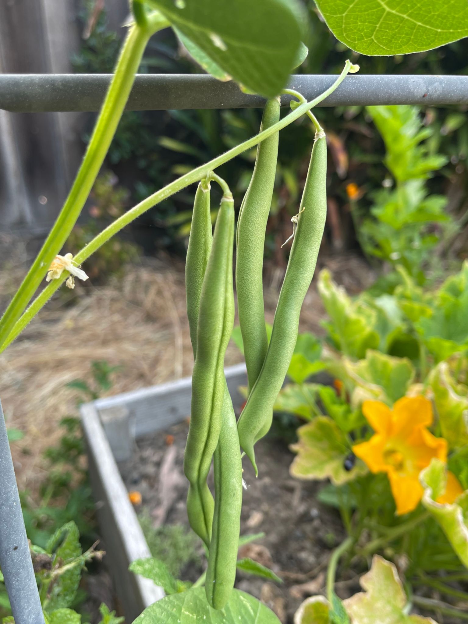 How to Blanch Green Beans and Freeze Without Plastic - Zero-Waste Chef