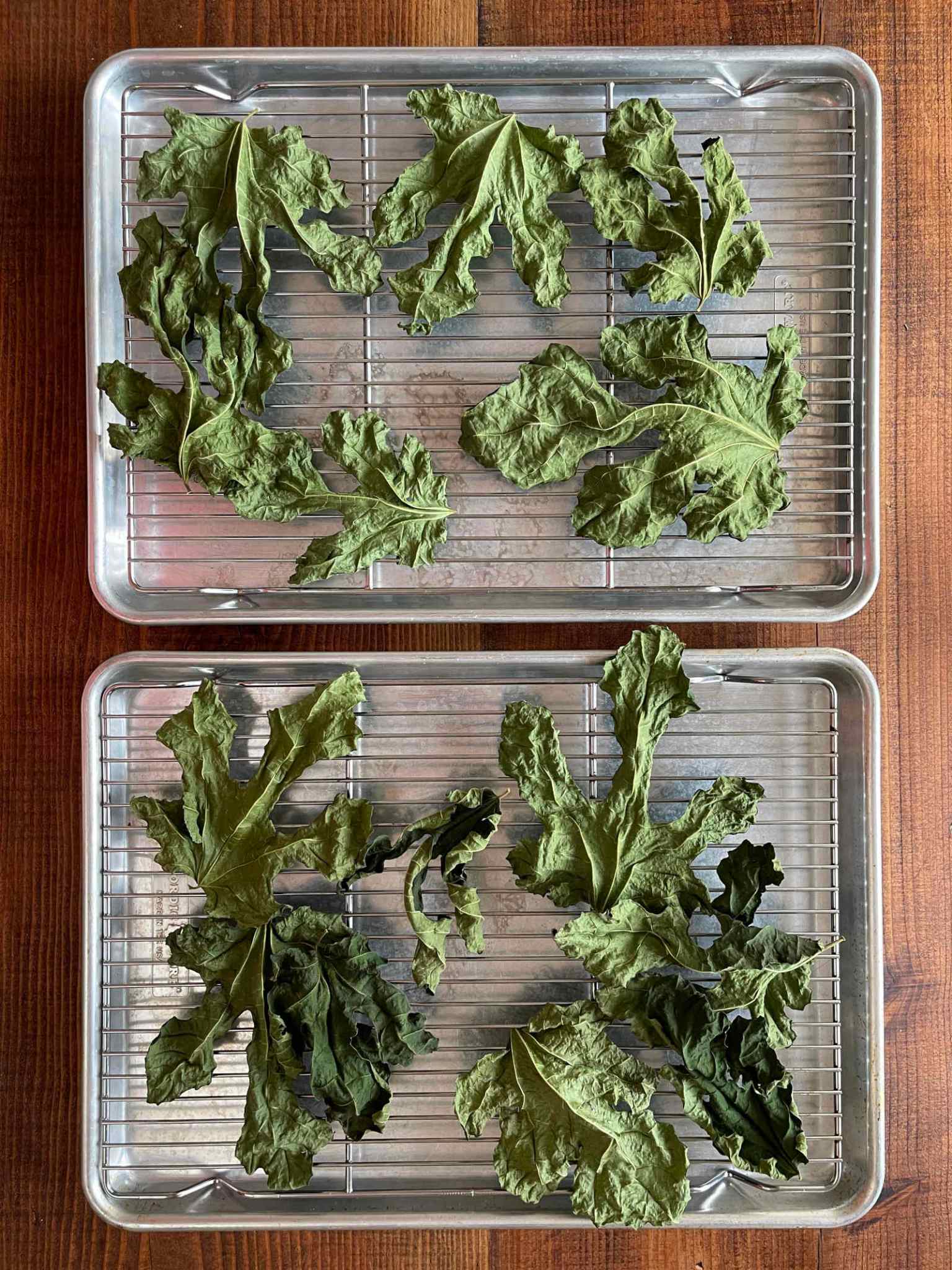 How to Make Fig Leaf Tea with Foraged Fig Leaves - Zero-Waste Chef