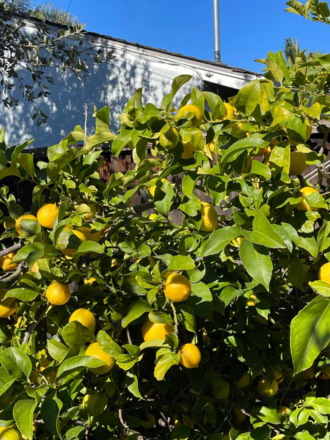 How to Make Three-Ingredient Lemonade - Zero-Waste Chef